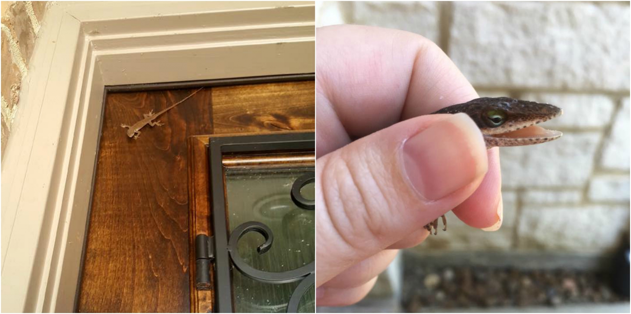 Houston resident calls animal control to remove 'alligator' that turns ...