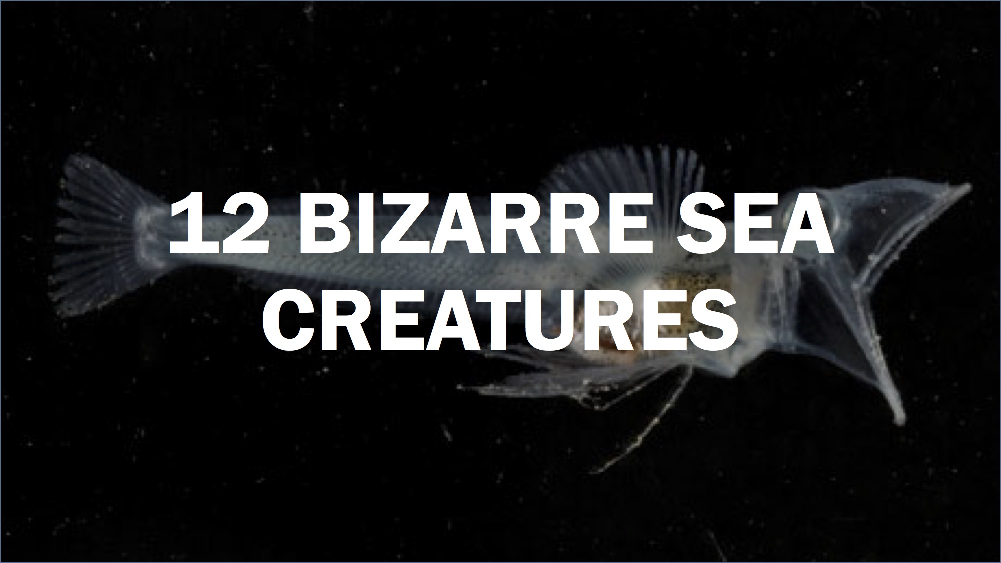 12 Bizarre Sea Creatures