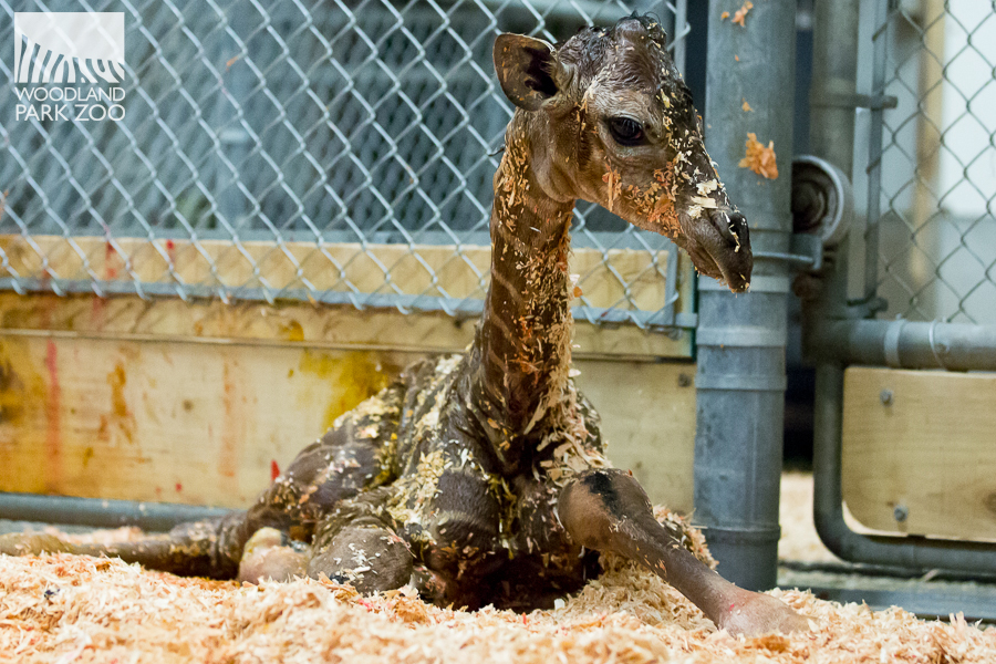 Seattle's got a new, tallest baby