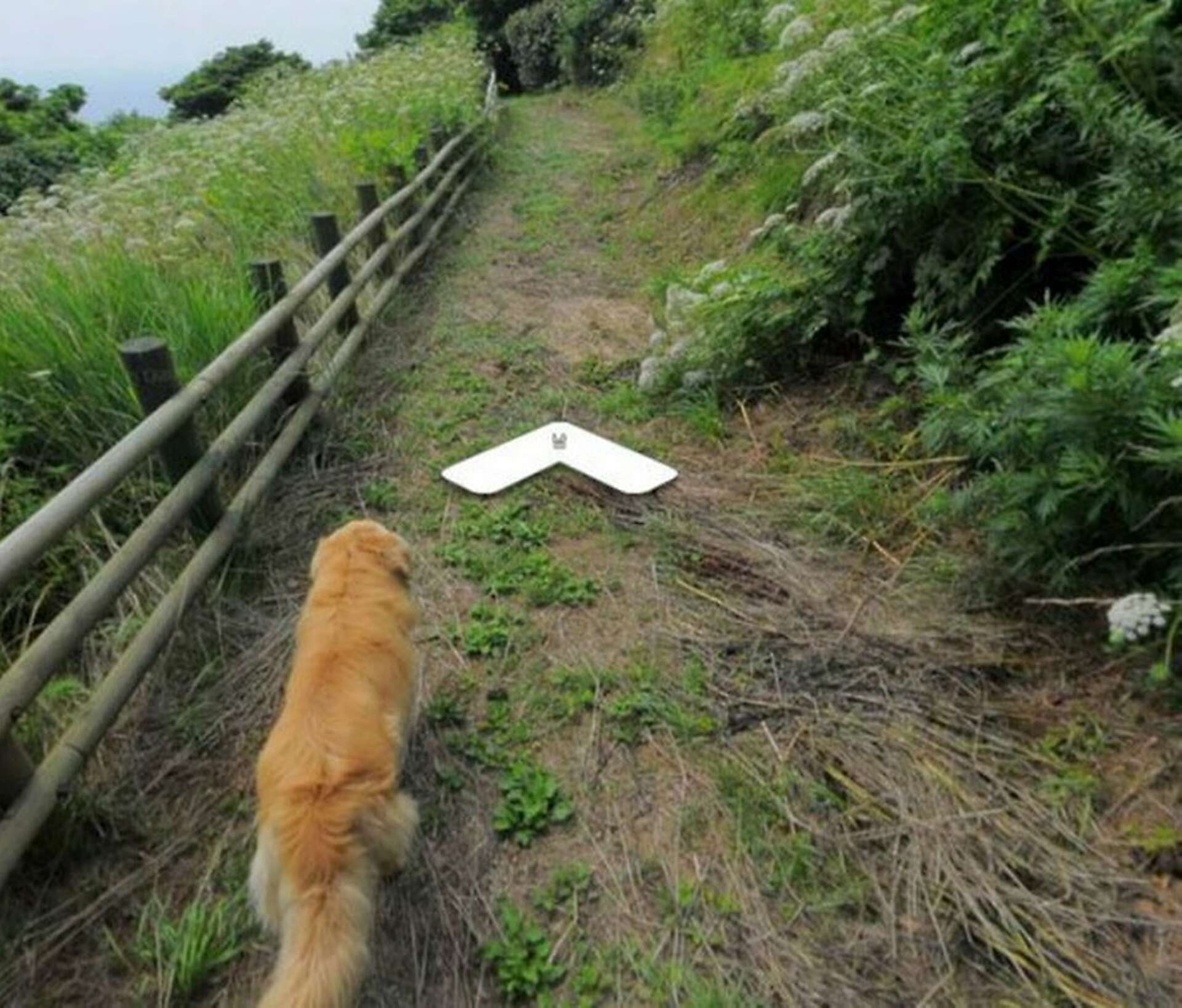Friendly dog photobombs every Google street view of island