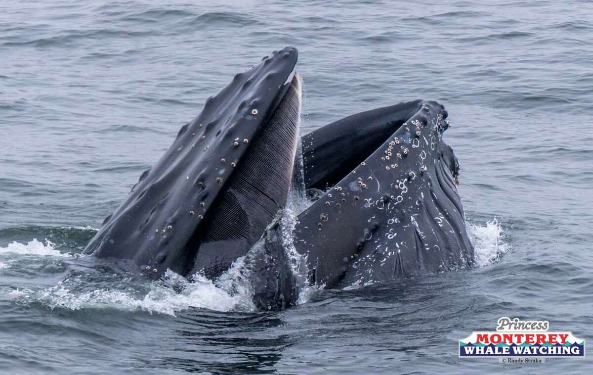 Humpback Whale Breeding