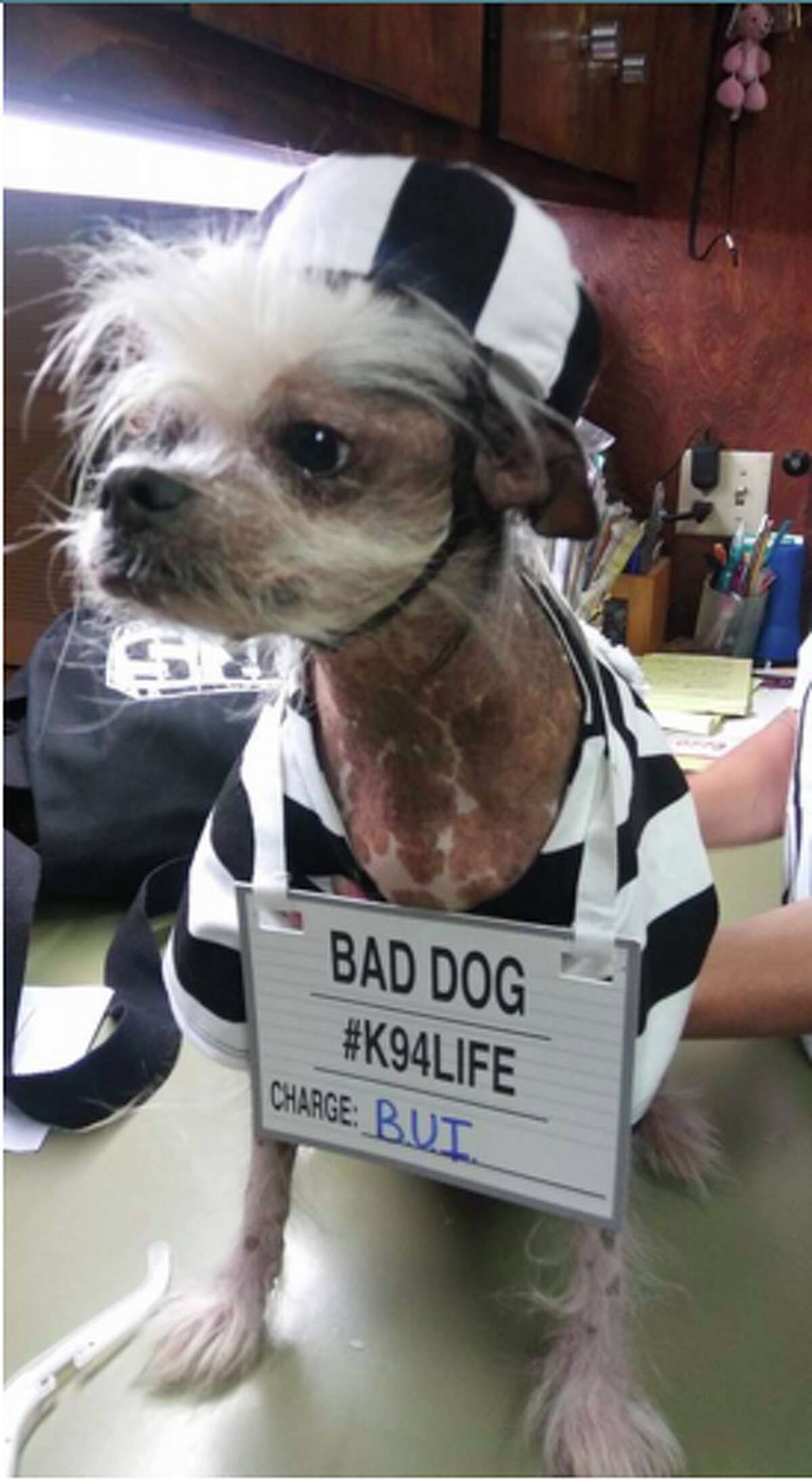 Meet the adorably ugly pups of the World’s Ugliest Dog competition