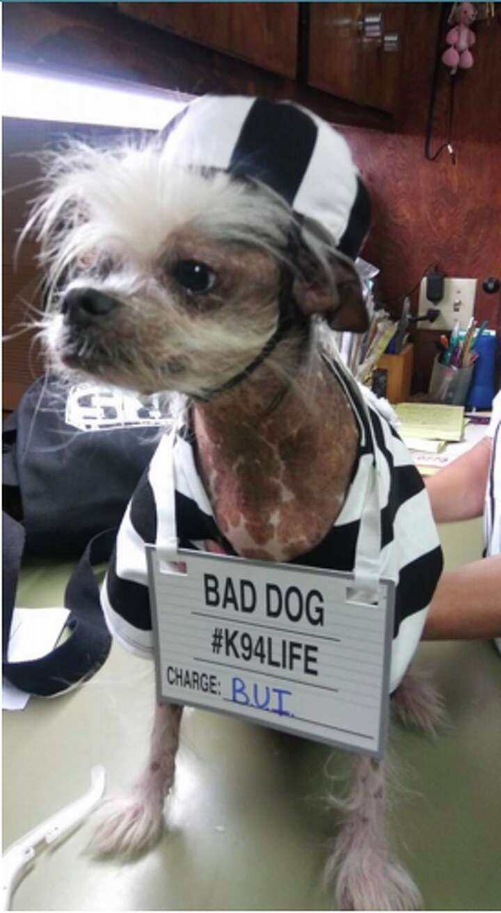 Meet the adorably ugly pups of the World’s Ugliest Dog competition