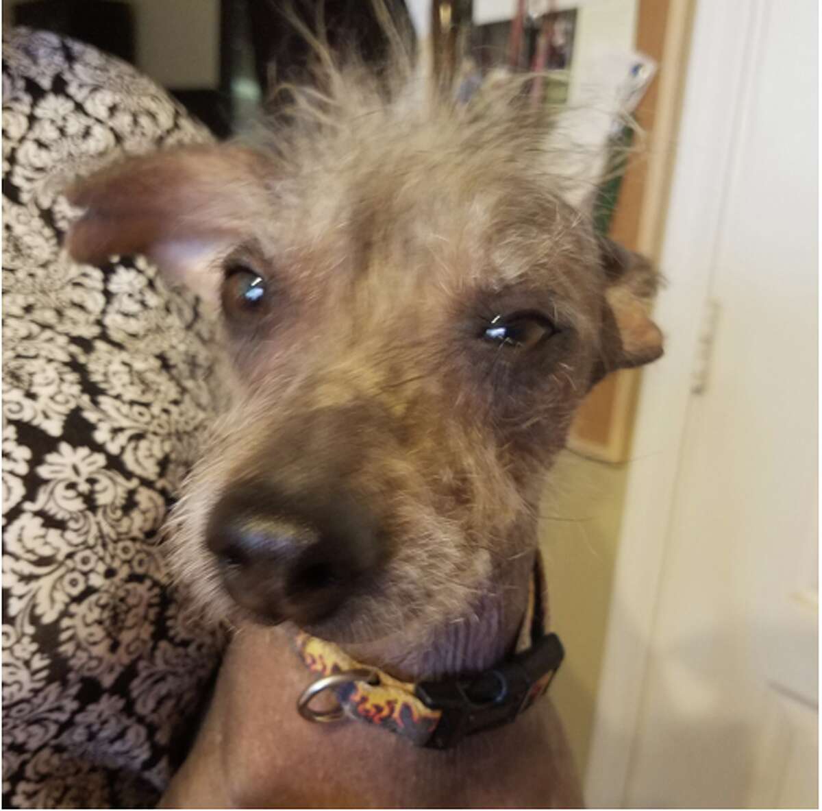 Meet the adorably ugly pups of the World’s Ugliest Dog competition