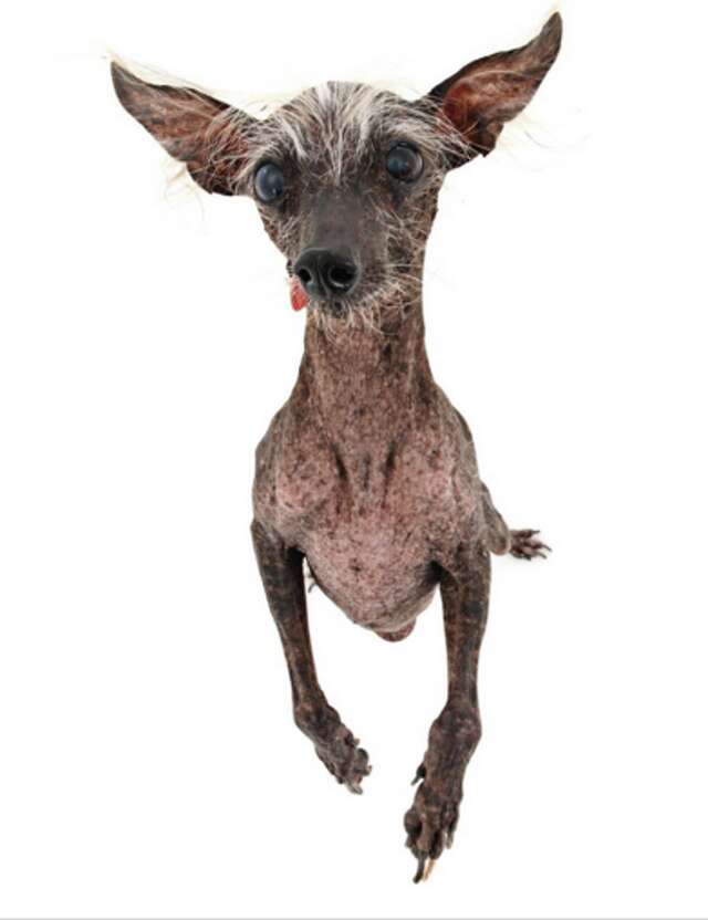 Meet the adorably ugly pups of the World’s Ugliest Dog competition