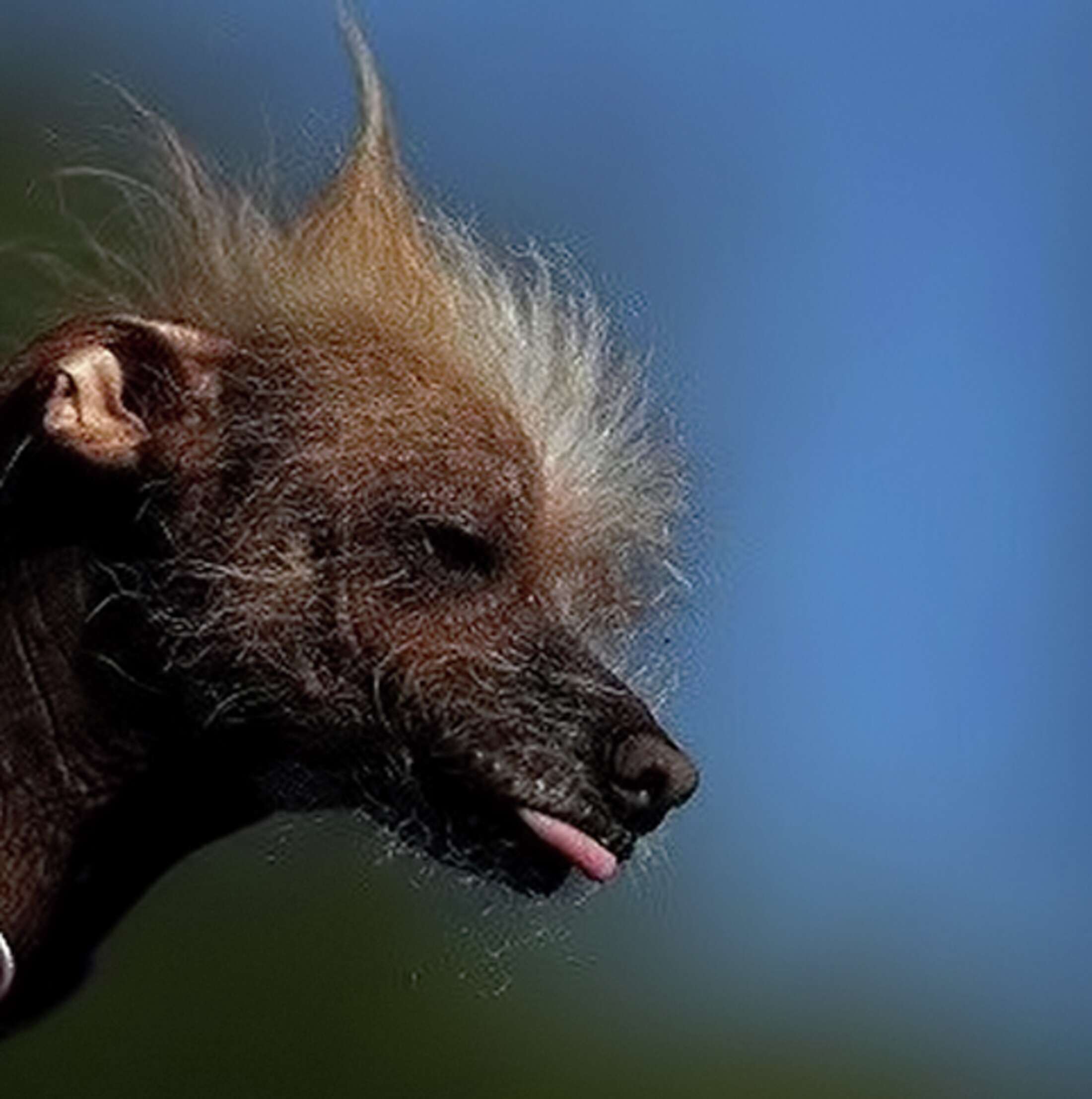 Meet the adorably ugly pups of the World’s Ugliest Dog competition