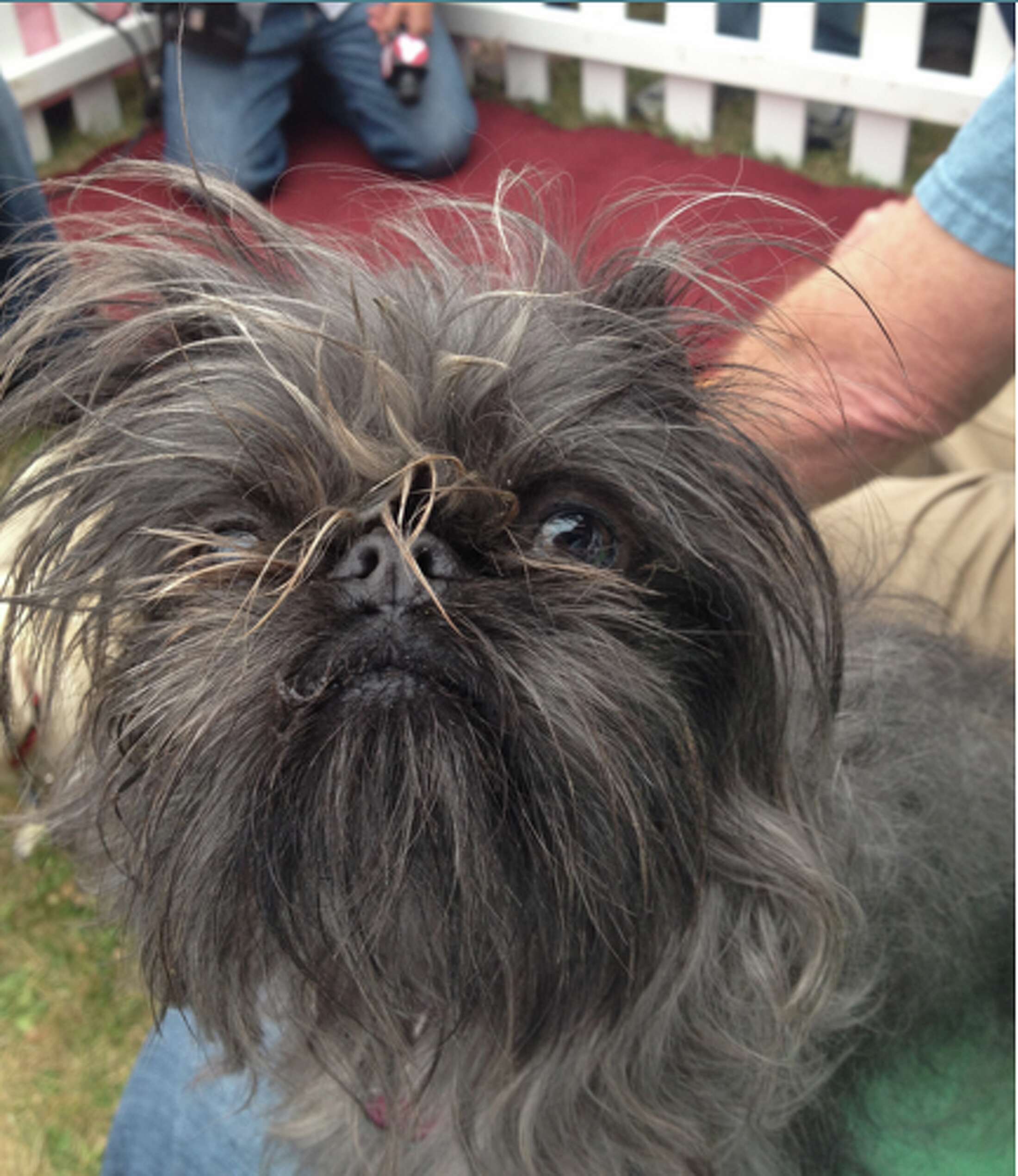 Meet the adorably ugly pups of the World’s Ugliest Dog competition