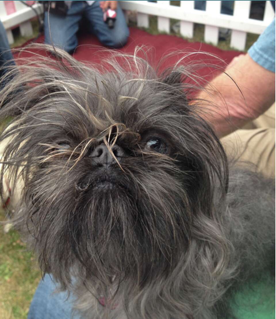 Meet the adorably ugly pups of the World’s Ugliest Dog competition