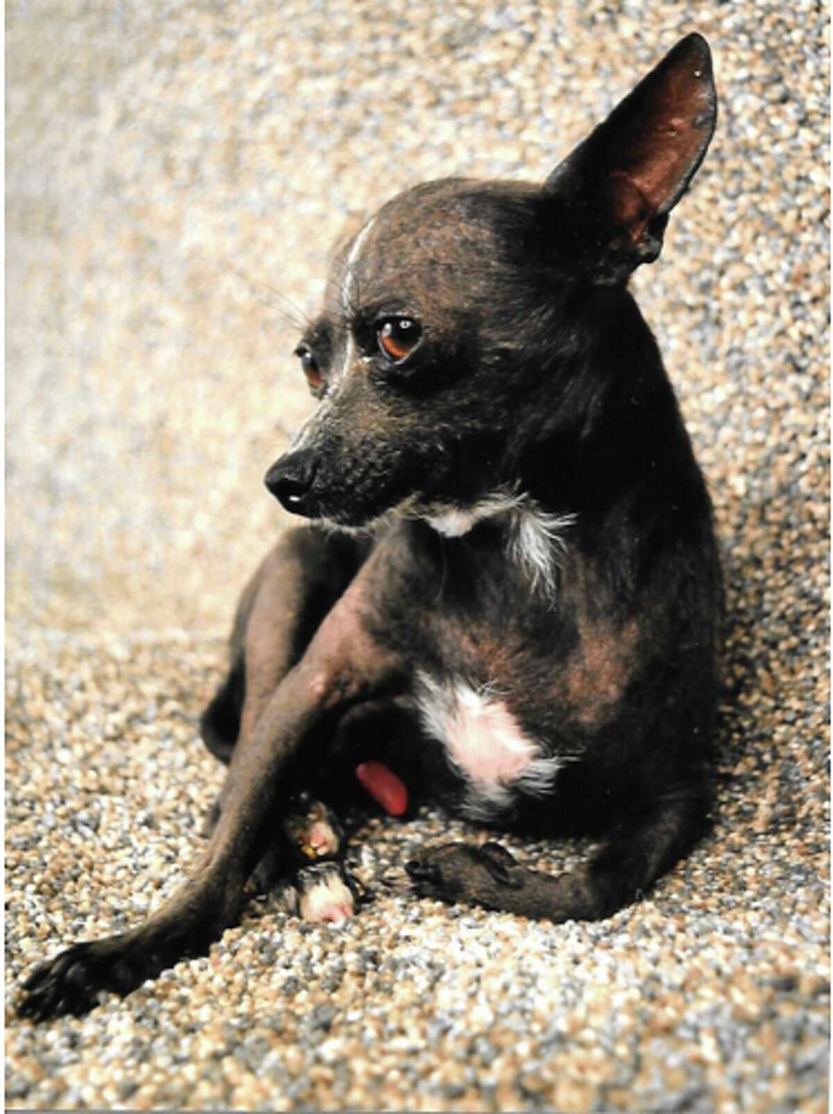 Meet the adorably ugly pups of the World’s Ugliest Dog competition