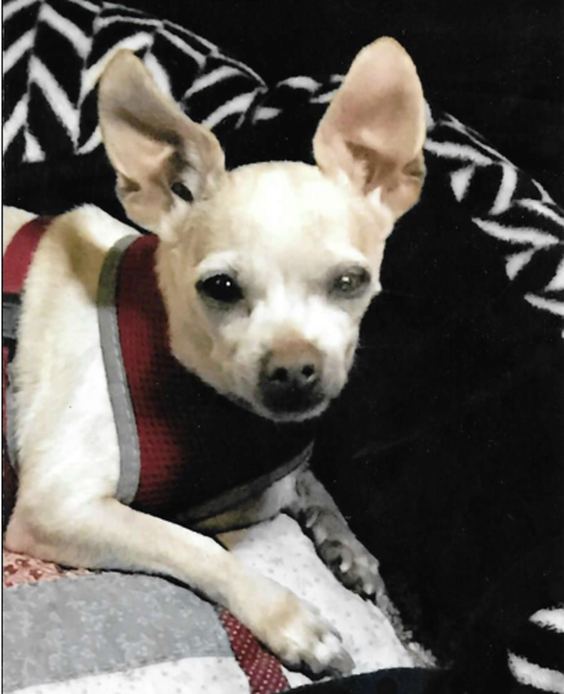 Meet the adorably ugly pups of the World’s Ugliest Dog competition