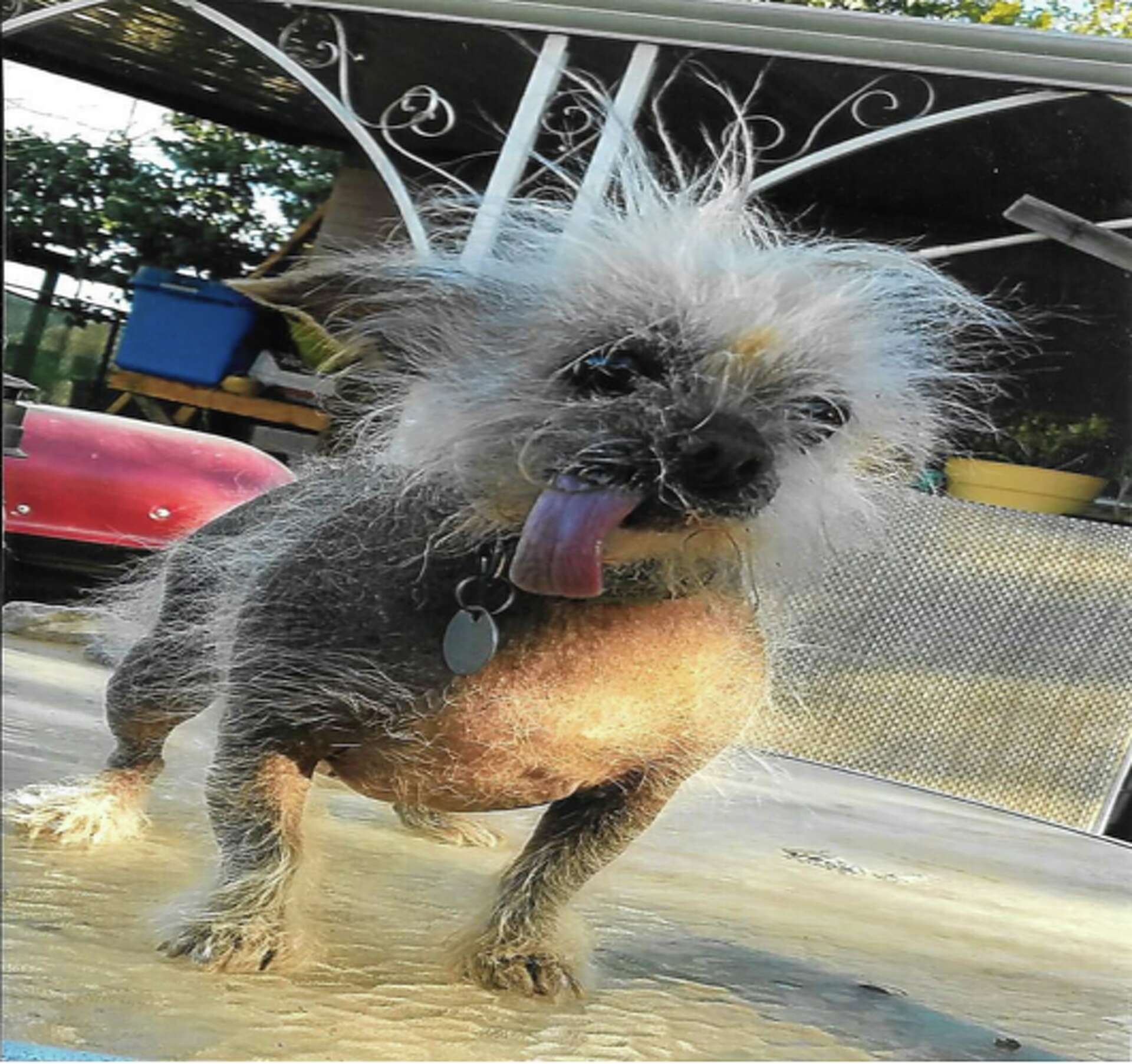 Meet the adorably ugly pups of the World’s Ugliest Dog competition