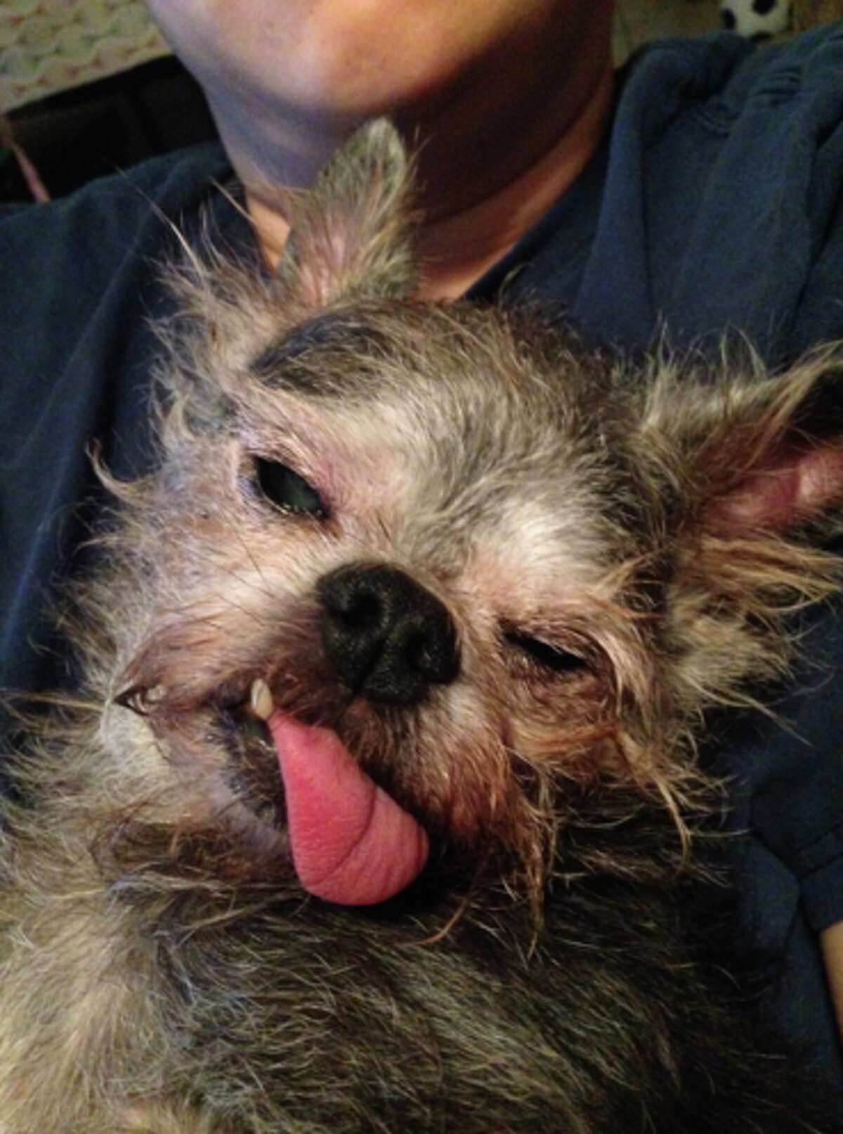 Meet the adorably ugly pups of the World’s Ugliest Dog competition