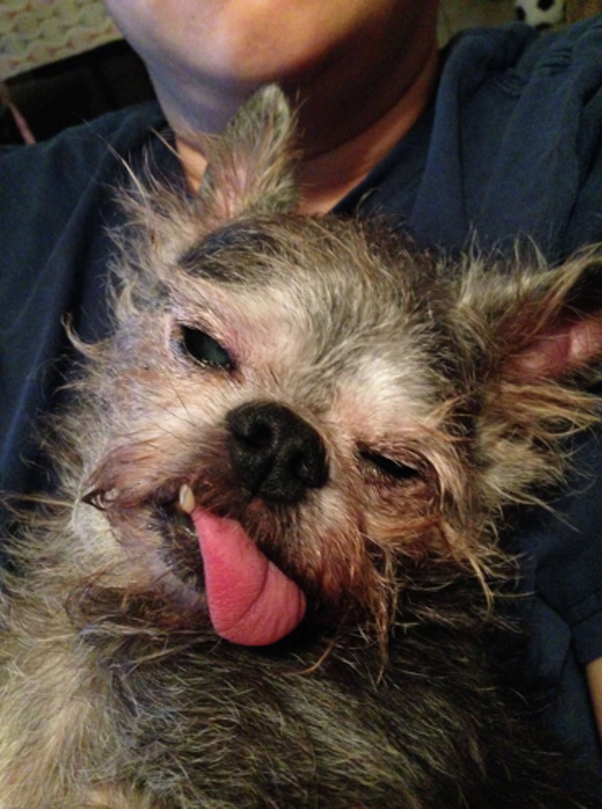 Meet the adorably ugly pups of the World’s Ugliest Dog competition