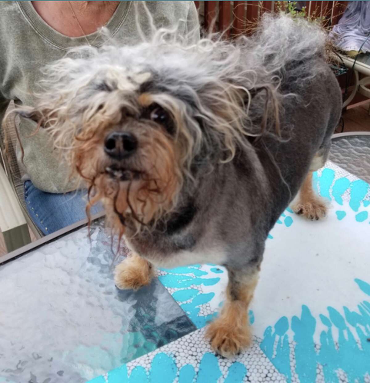 Meet the adorably ugly pups of the World’s Ugliest Dog competition