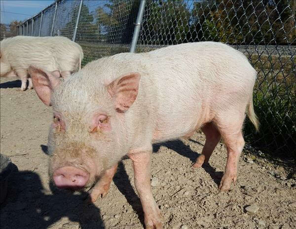 7 pigs up for adoption at Houston-area shelters