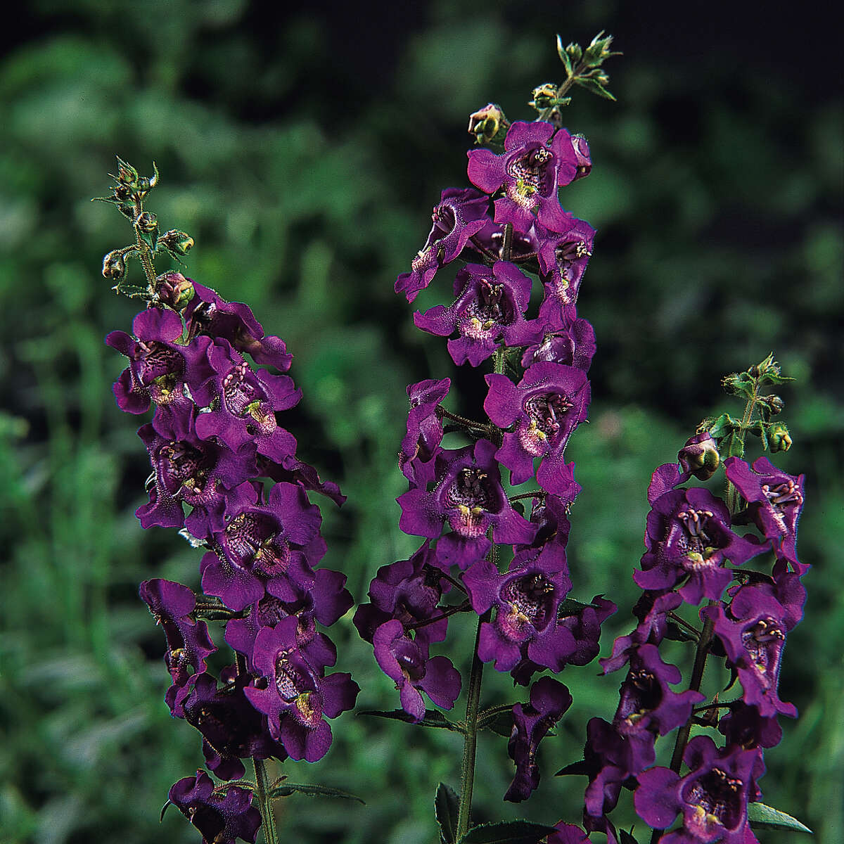 Color-block gardens deliver drama, artistry in saturated hues