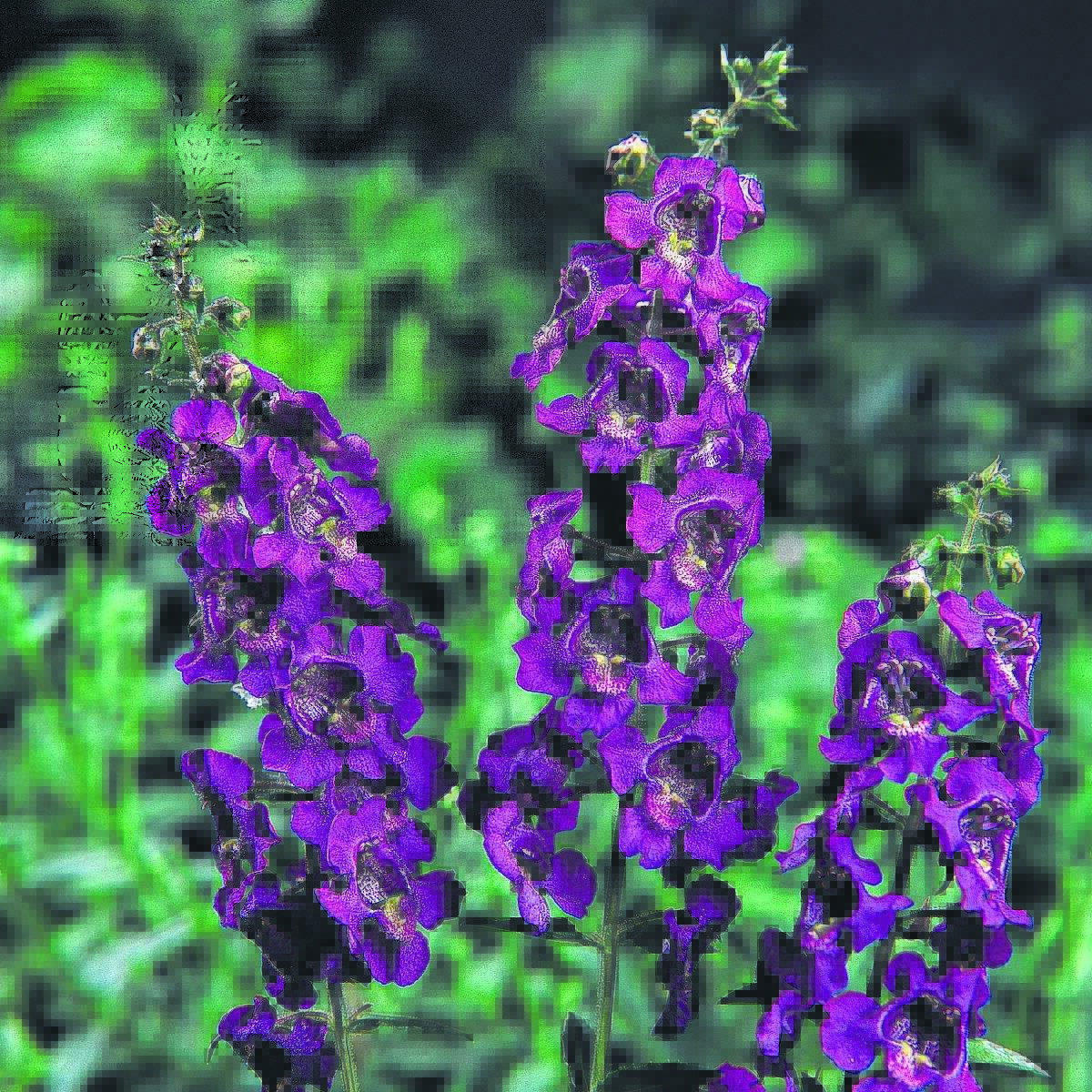 Color-block gardens deliver drama, artistry in saturated hues