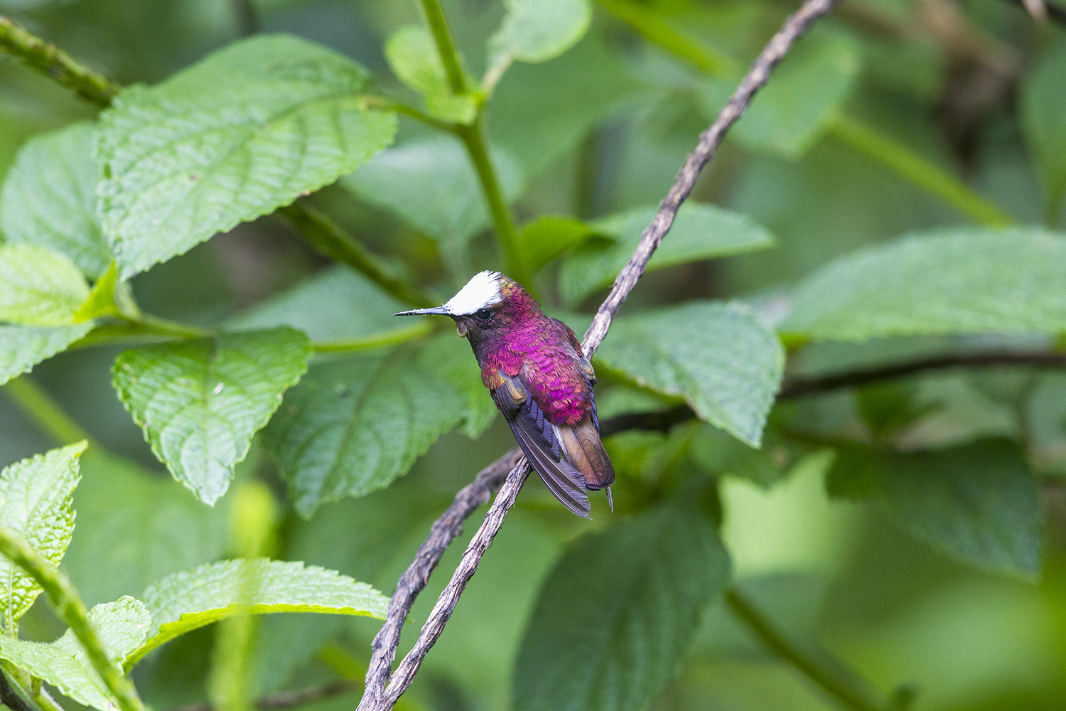 Catching a glimpse of elusive snowcaps