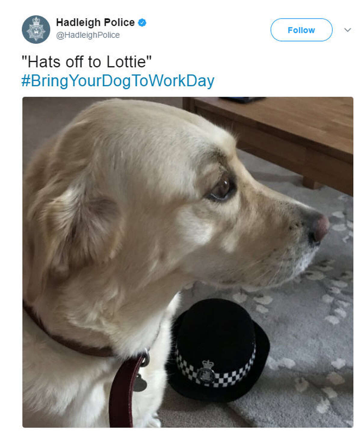 K9 police celebrate Bring Your Dog to Work Day today ... and every day