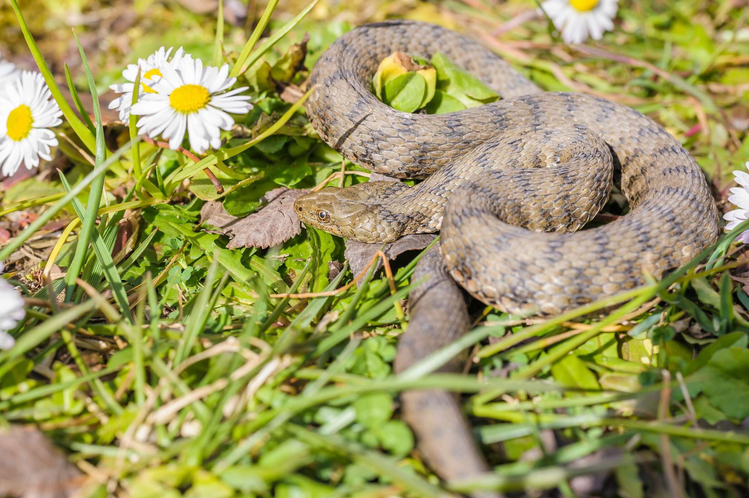 10 ways to keep snakes away from your home, according to a wildlife ...