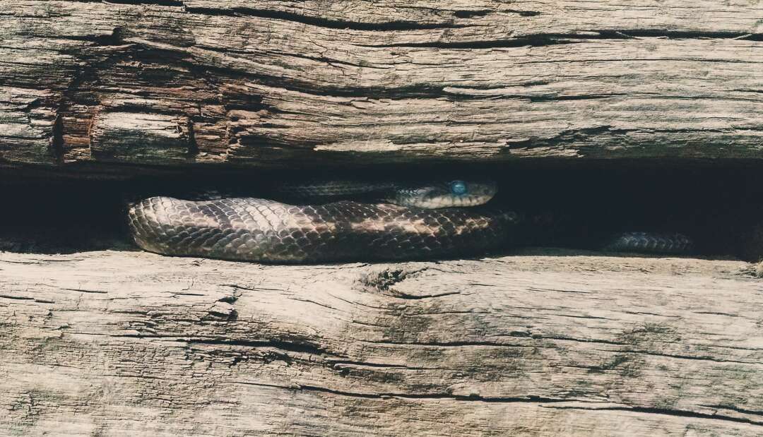 10 ways to keep snakes away from your home, according to a wildlife ...
