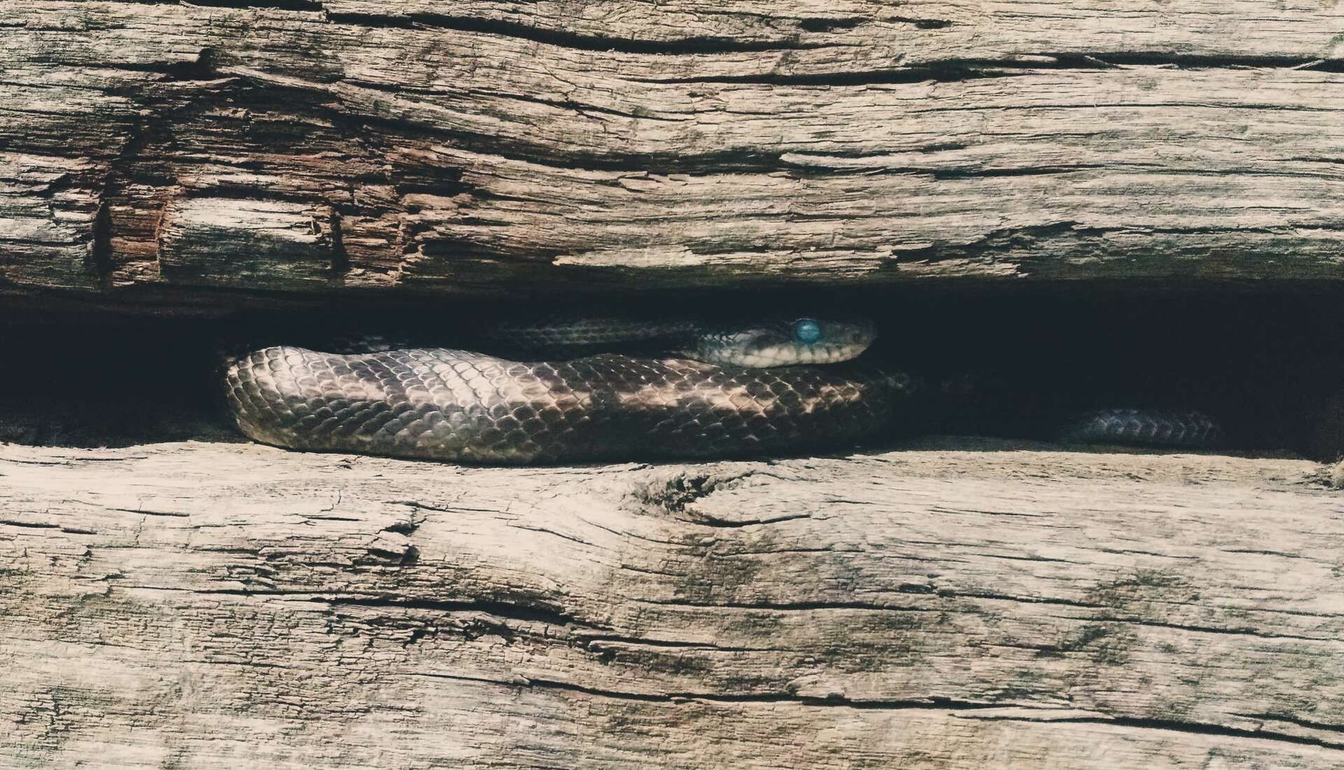 10 ways to keep snakes away from your home, according to a wildlife ...