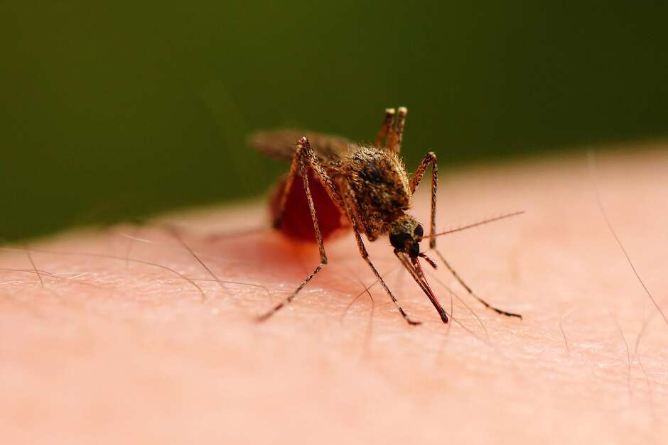 As snow melts, mosquitoes on attack - SFChronicle.com