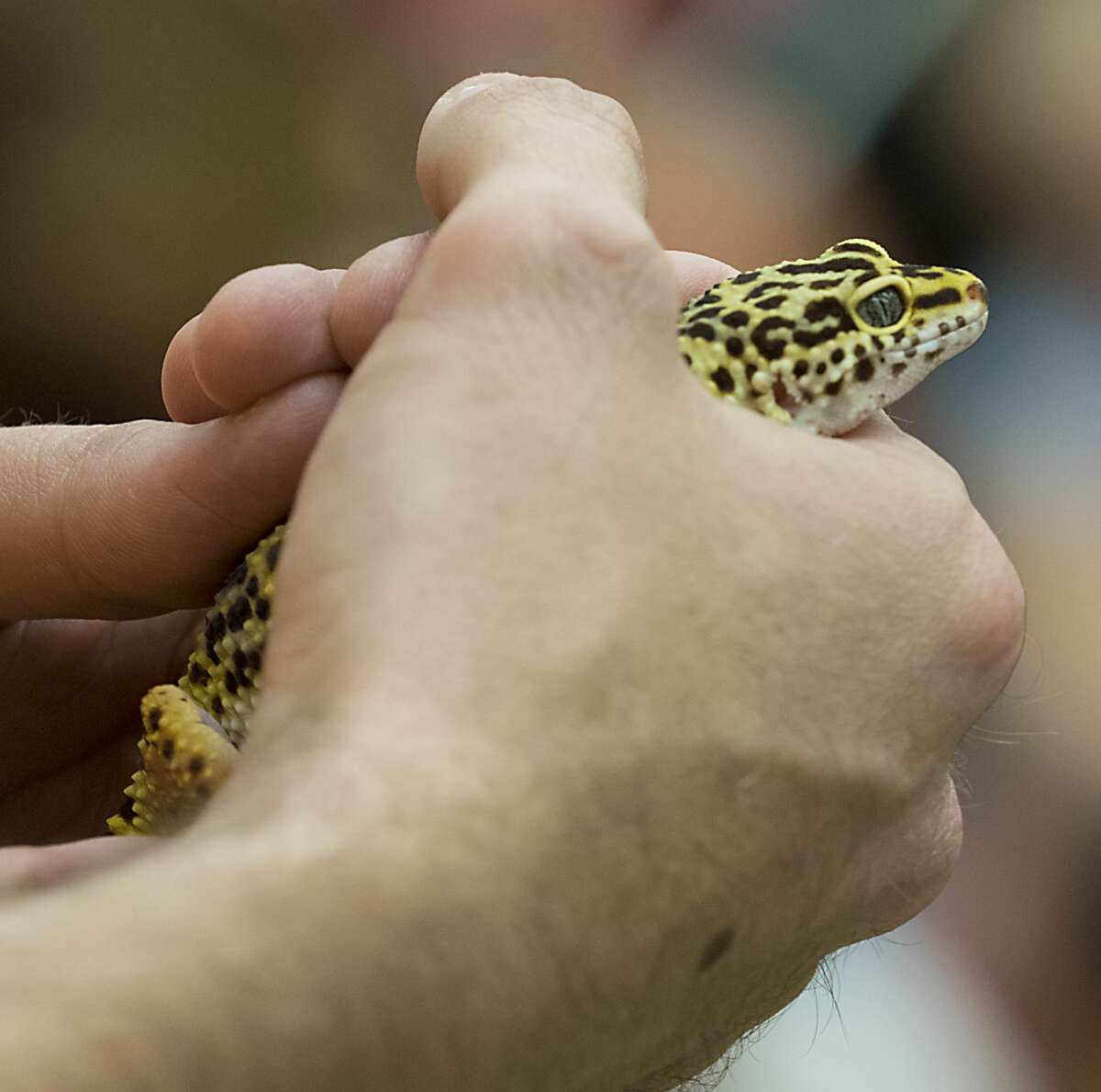 REPCO Wildlife encounter at Midland County Library Centennial branch