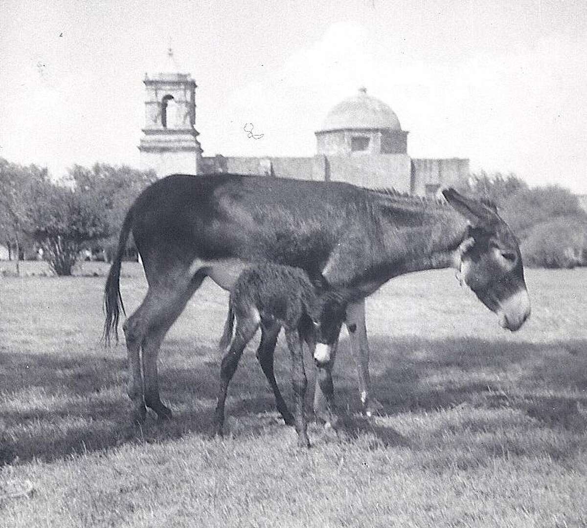 A force of nature: Ethel Wilson Harris
