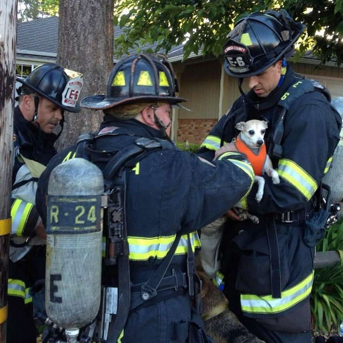 1 person injured, 2 dogs rescued in Castro Valley house fire