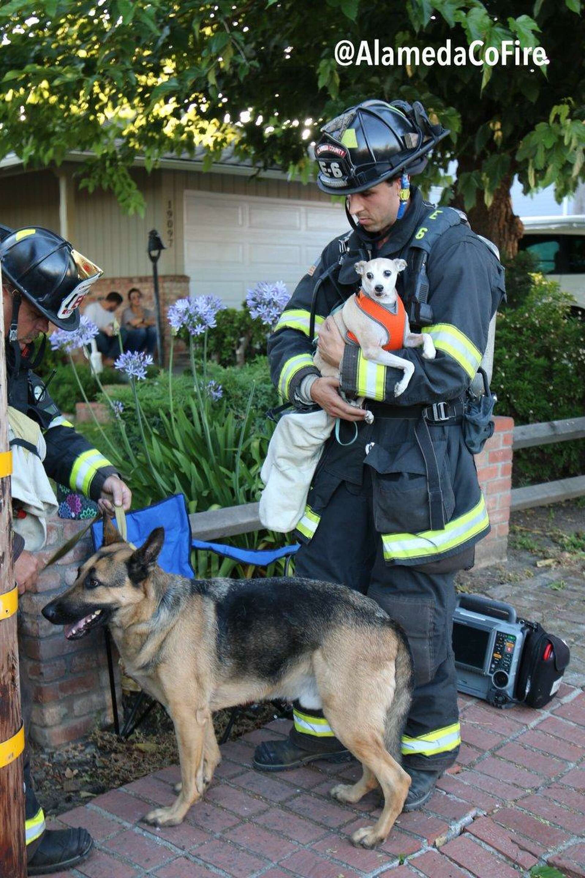 1 person injured, 2 dogs rescued in Castro Valley house fire