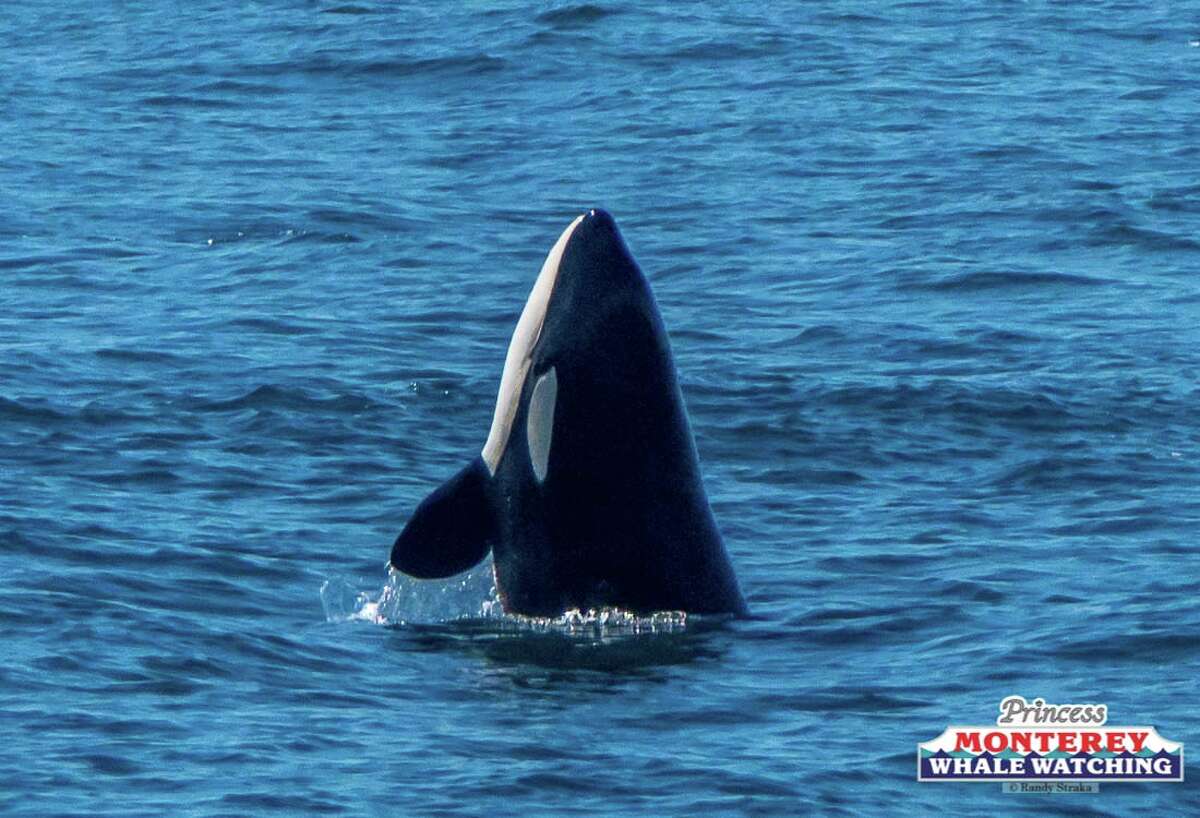 Boat collides with humpback whale in SF Bay