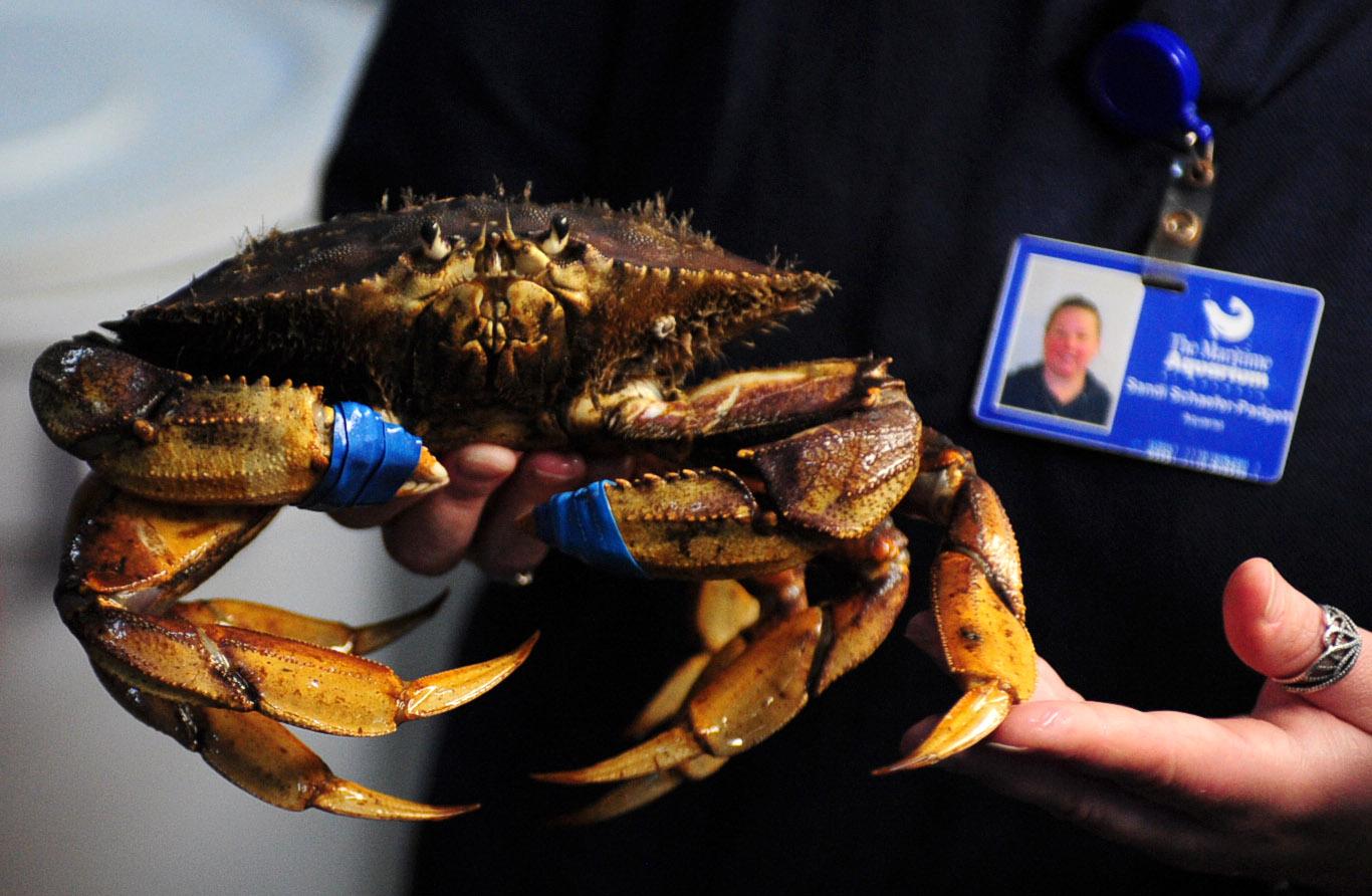 Maritime mystery: How did huge Pacific crabs get to Norwalk waters?