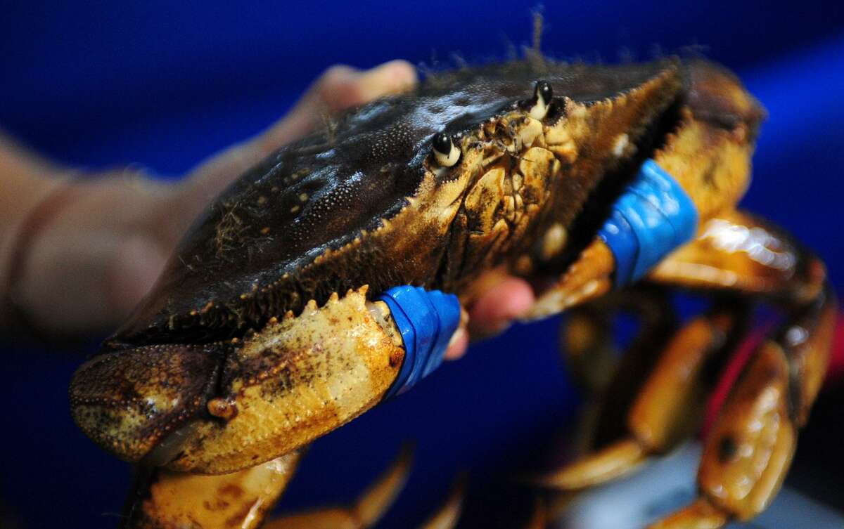Maritime mystery: How did huge Pacific crabs get to Norwalk waters?