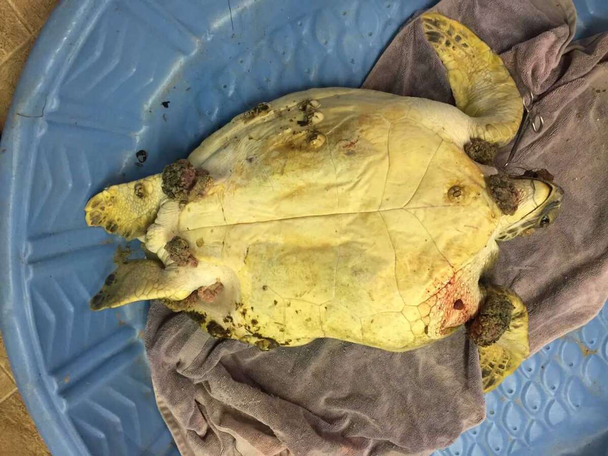 Photos: Herpes virus causing cancerous tumors on Texas marine life in ...