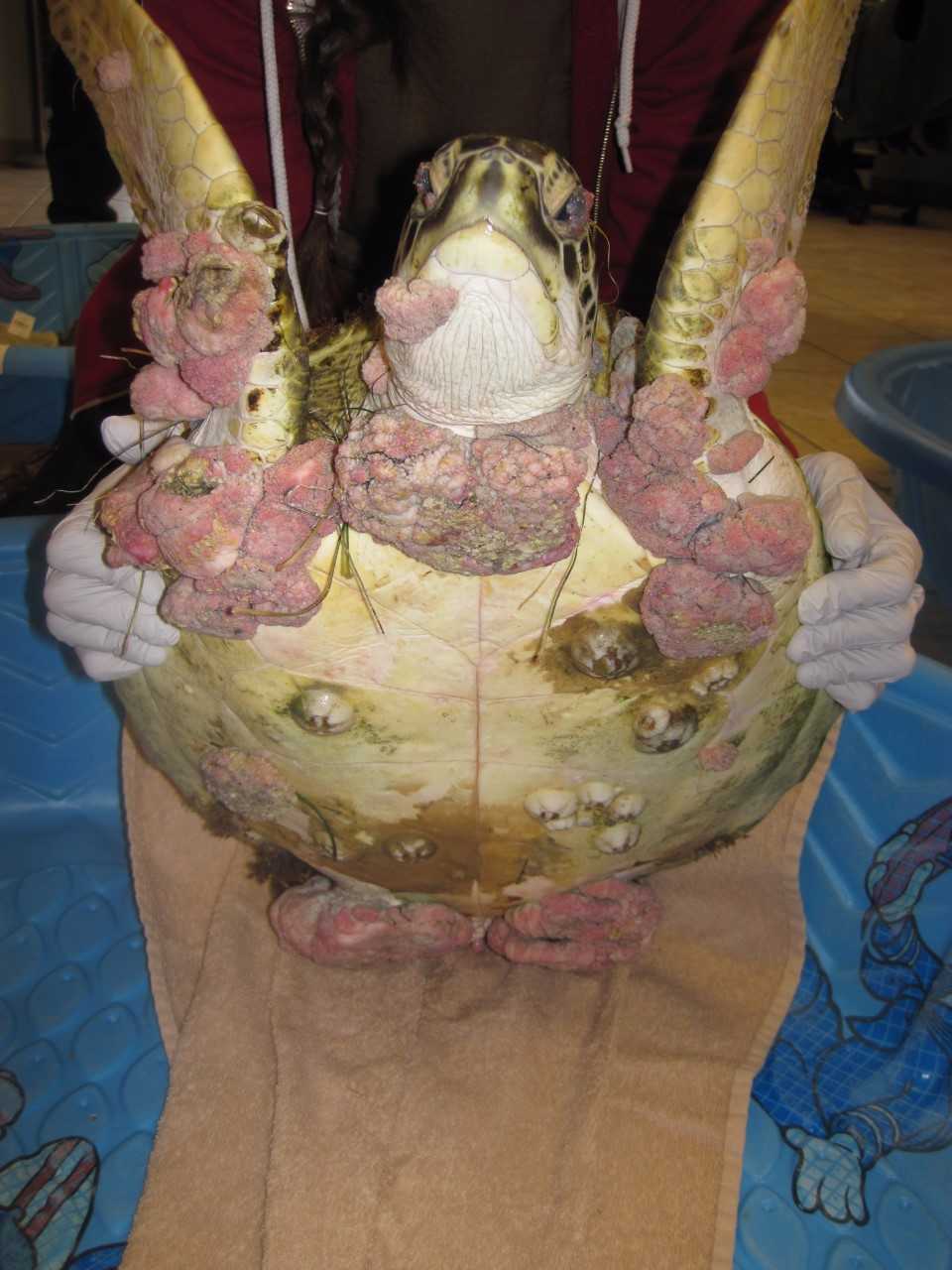 Photos: Herpes virus causing cancerous tumors on Texas marine life in ...