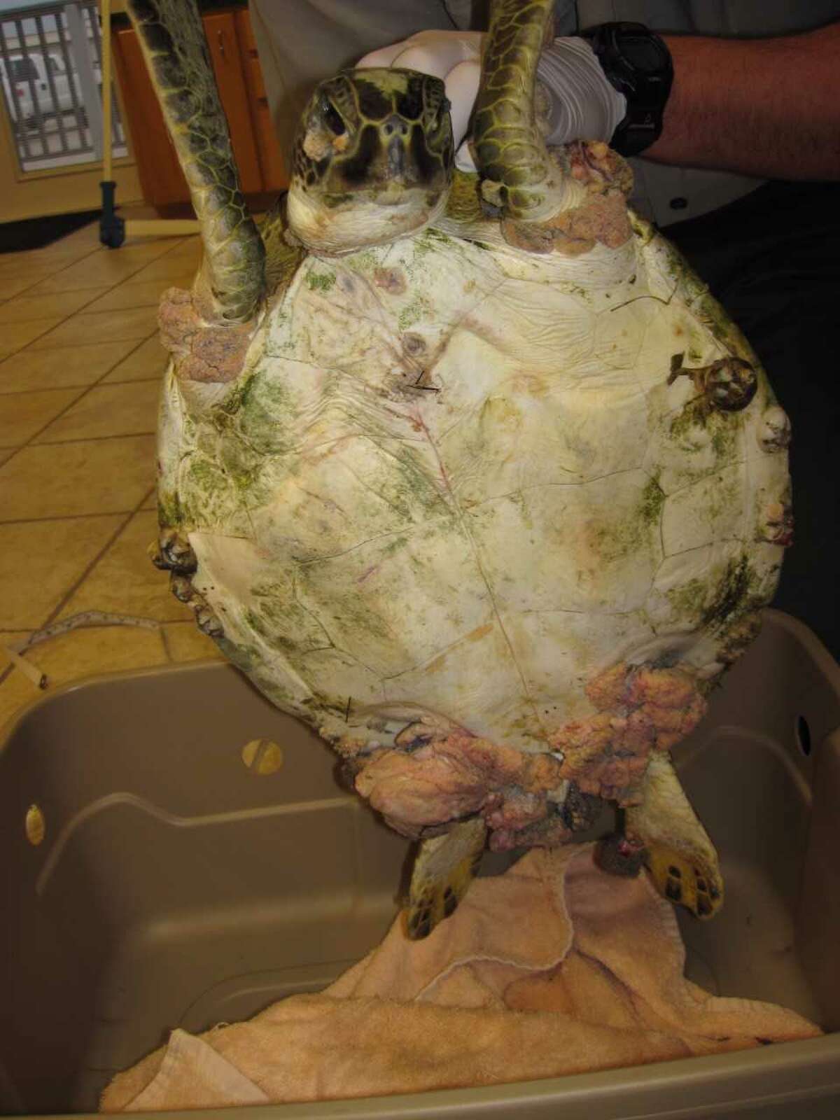 Photos: Herpes virus causing cancerous tumors on Texas marine life in ...