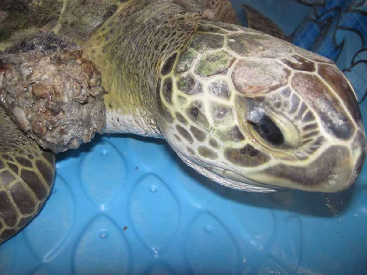 Photos: Herpes virus causing cancerous tumors on Texas marine life in ...