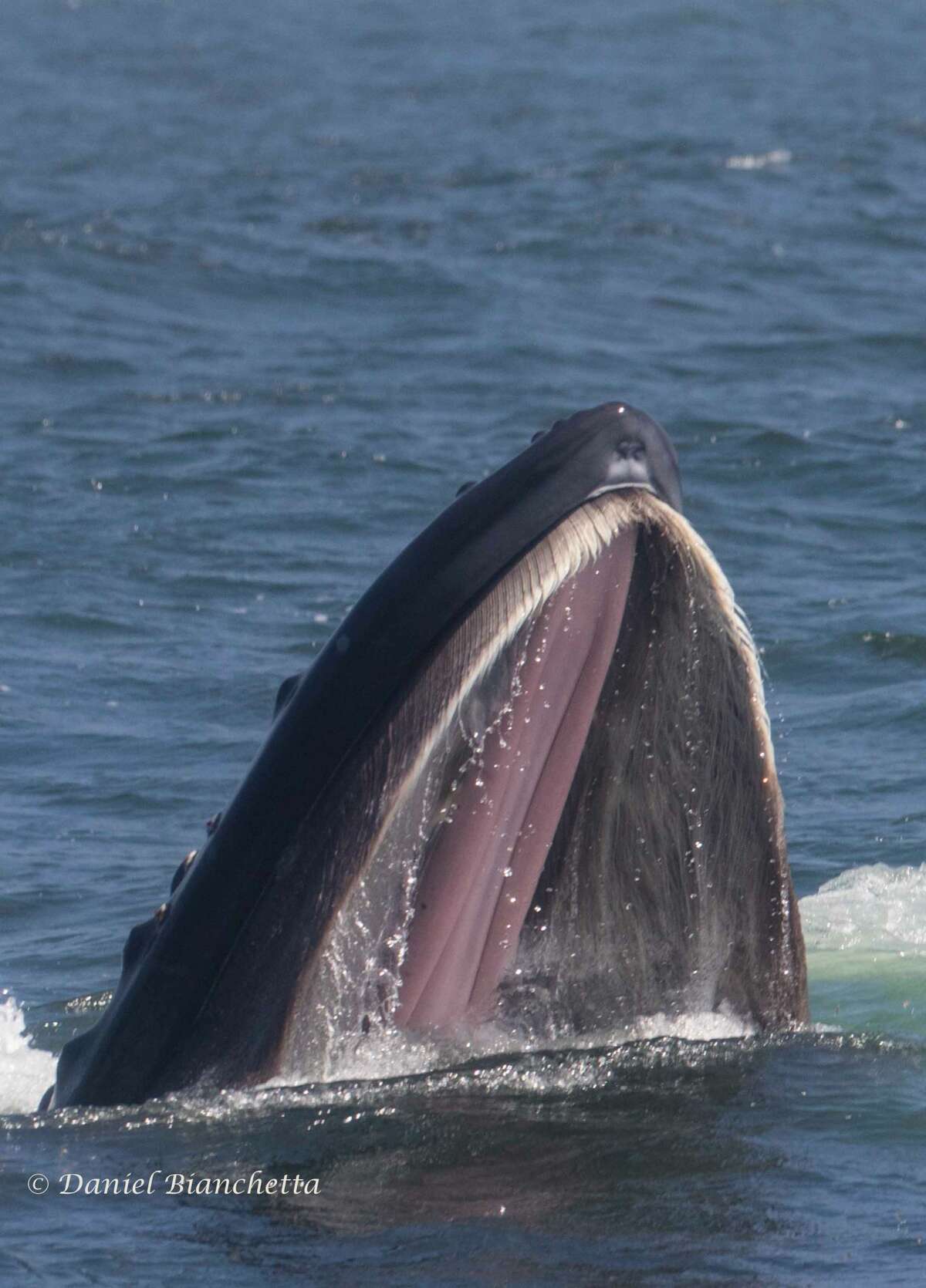 Boat collides with humpback whale in SF Bay