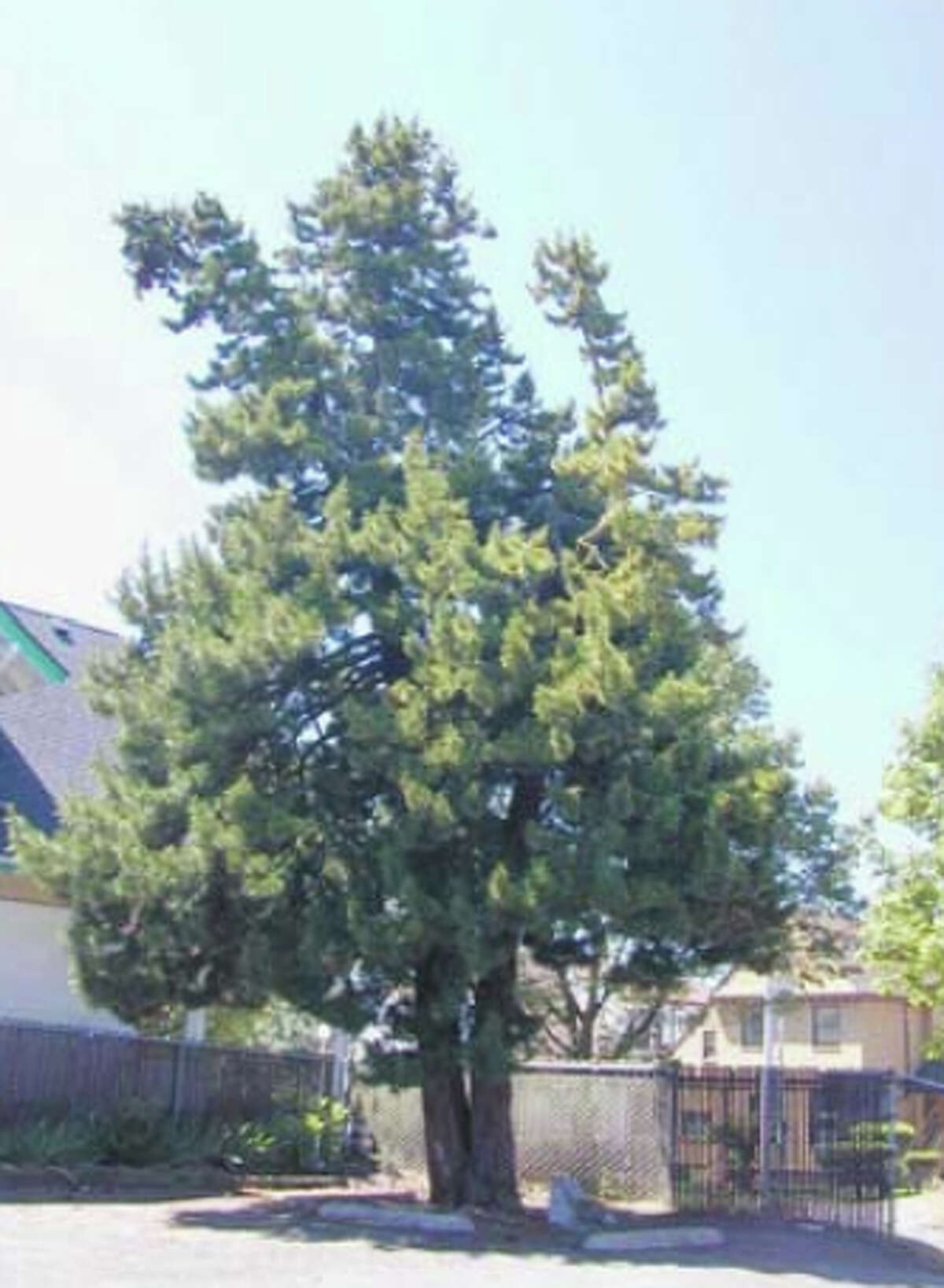 Seattle’s most breathtaking heirloom trees