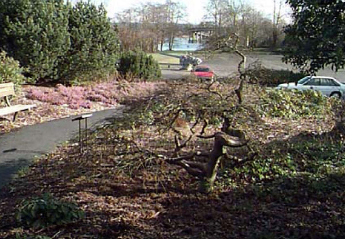 Seattle’s most breathtaking heirloom trees