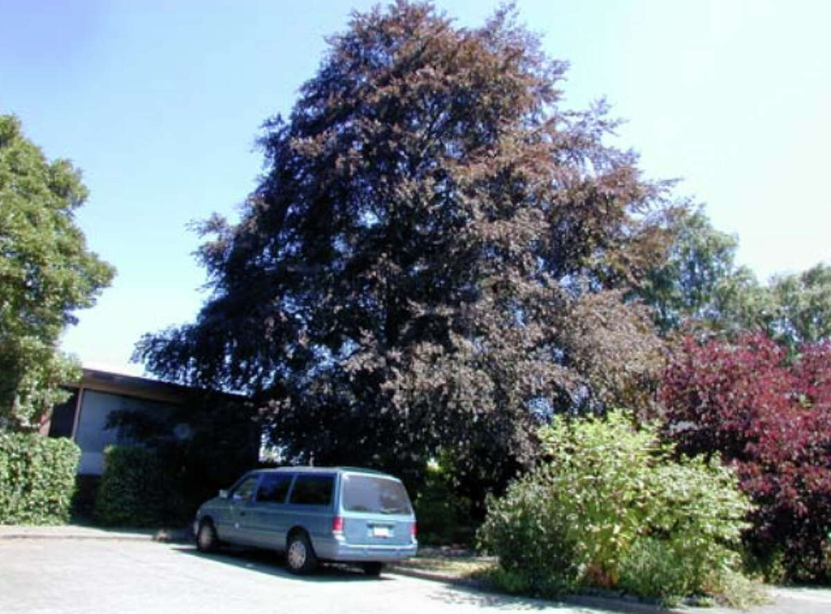 Seattle’s most breathtaking heirloom trees