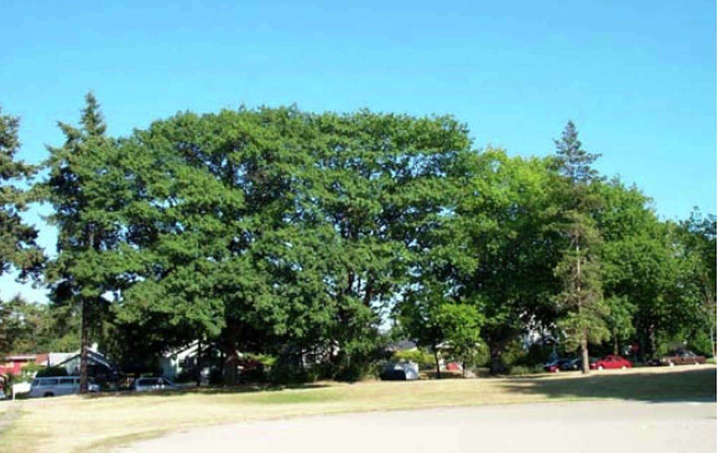 Seattle’s most breathtaking heirloom trees