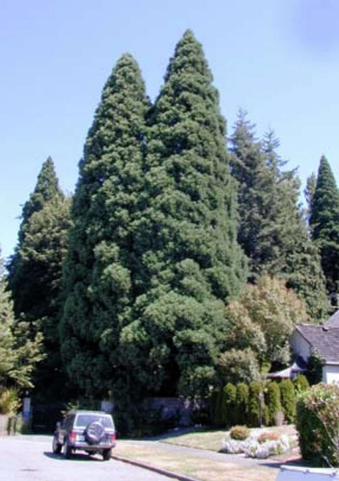 Seattle’s most breathtaking heirloom trees