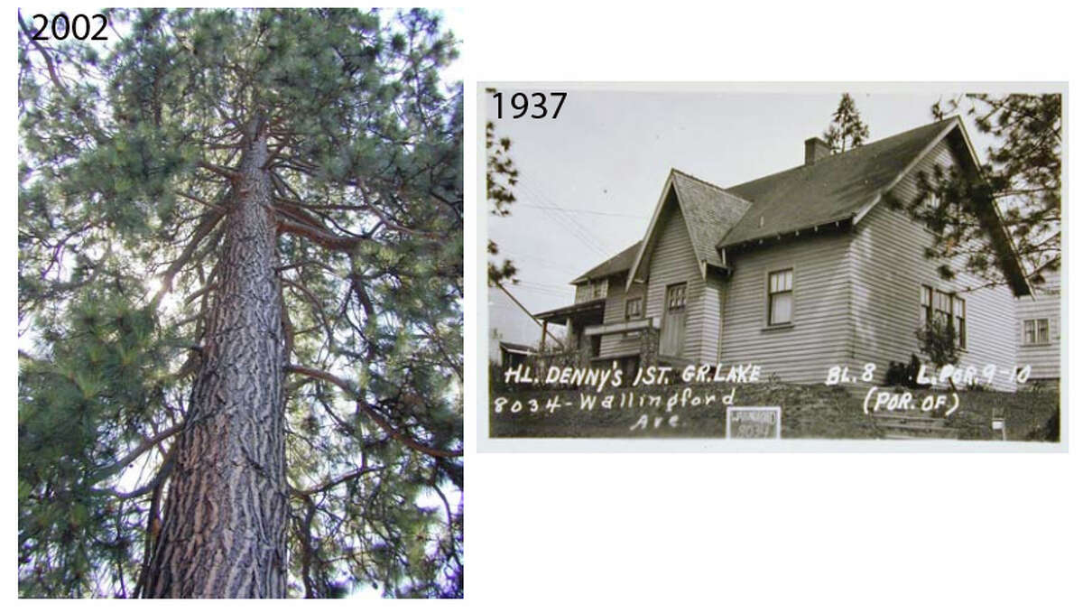 Seattle’s most breathtaking heirloom trees