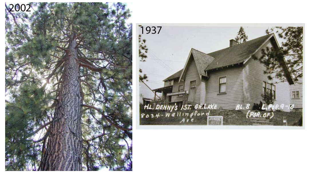 Seattle’s most breathtaking heirloom trees