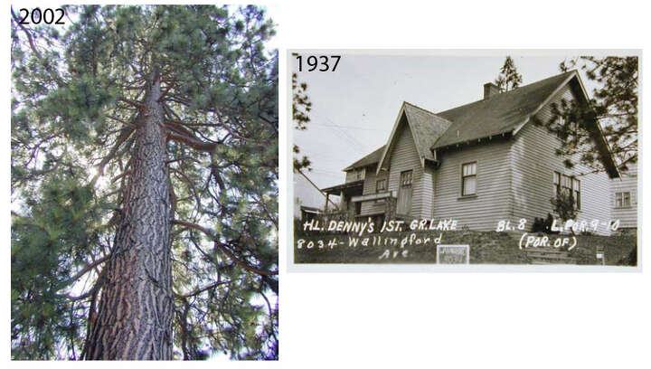 Seattle’s most breathtaking heirloom trees