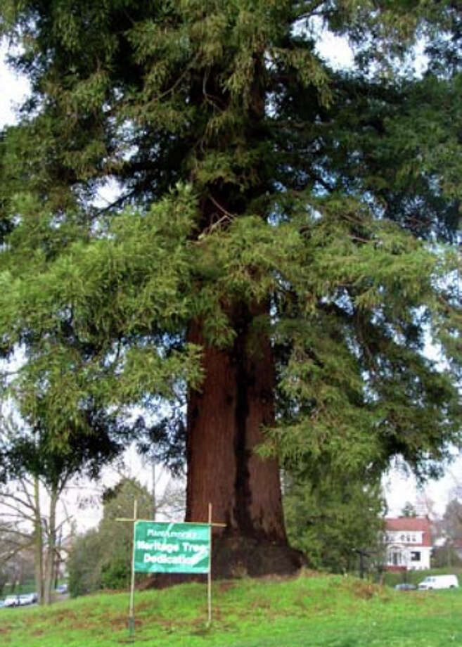 Seattle’s most breathtaking heirloom trees - seattlepi.com
