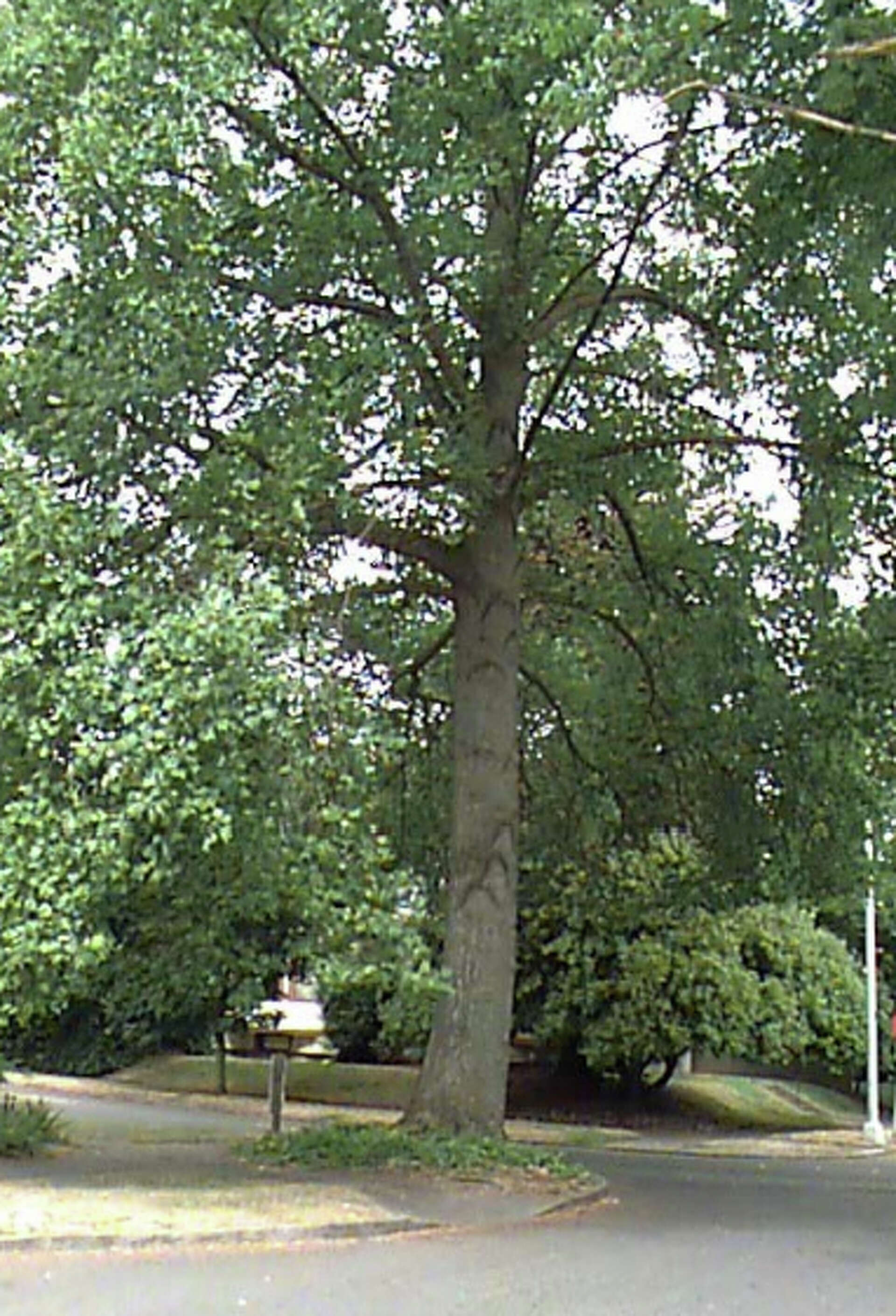 Seattle’s most breathtaking heirloom trees