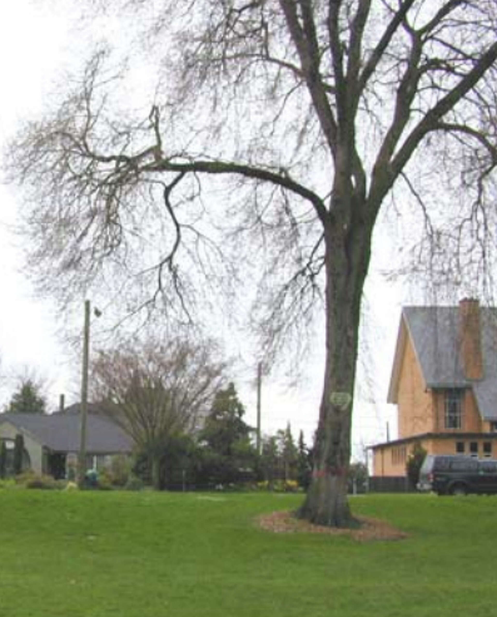 Seattle’s most breathtaking heirloom trees